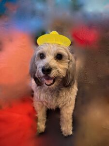 Understanding Mitral Valve Disease (MVD) in Dogs | Animal Cardiology Nevada