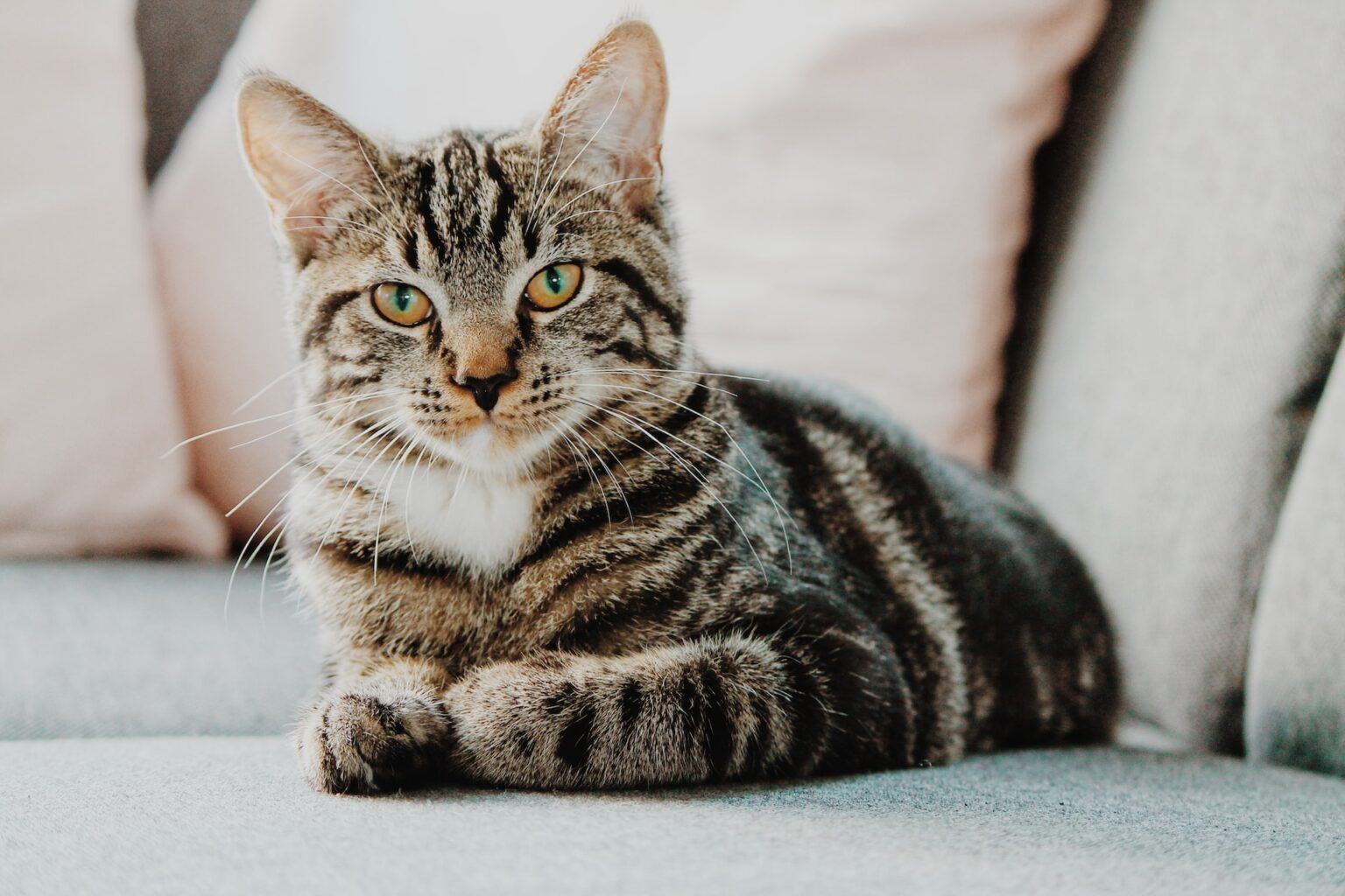 Animal Cardiology Specialists of Nevada | Las Vegas