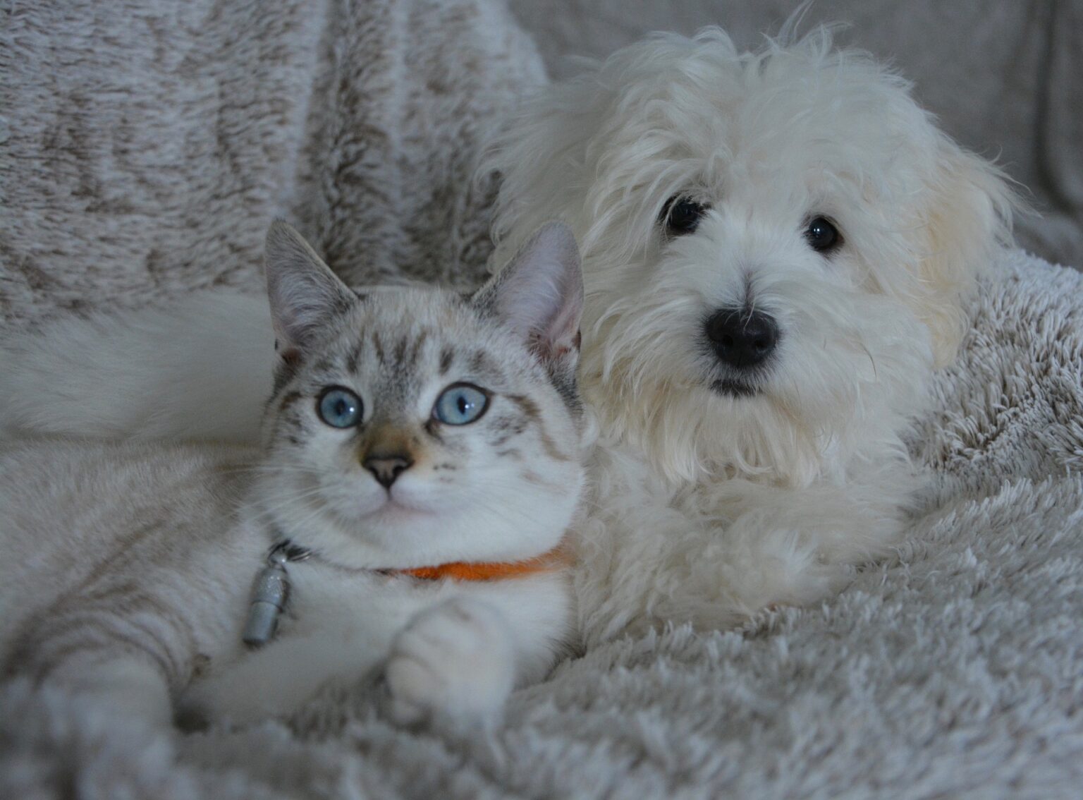 Pacemakers in Pets: Understanding When and Why They're Used