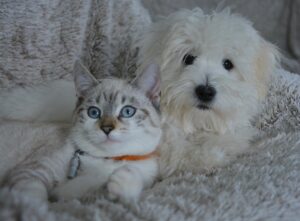 Pacemakers in Pets: Understanding When and Why They're Used