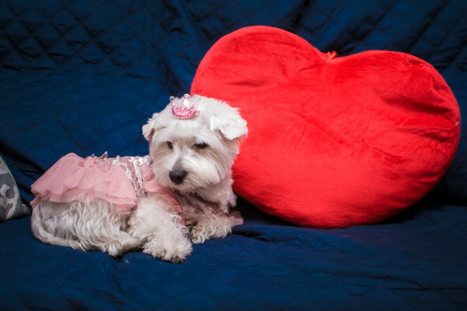 Congenital Heart Disease in Dogs: What You Should Know