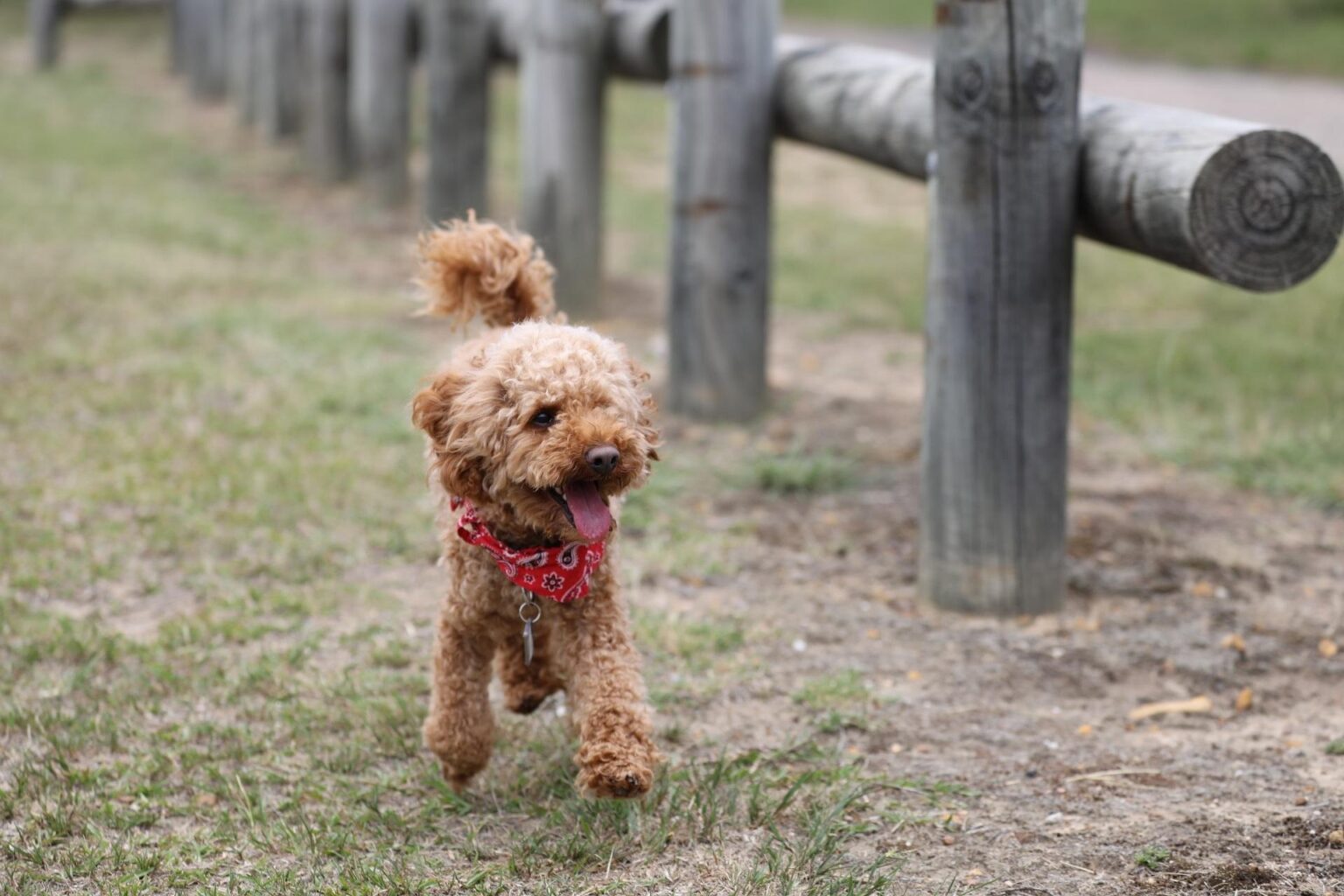 PDA Heart Defect in Dogs: Everything You Need to Know