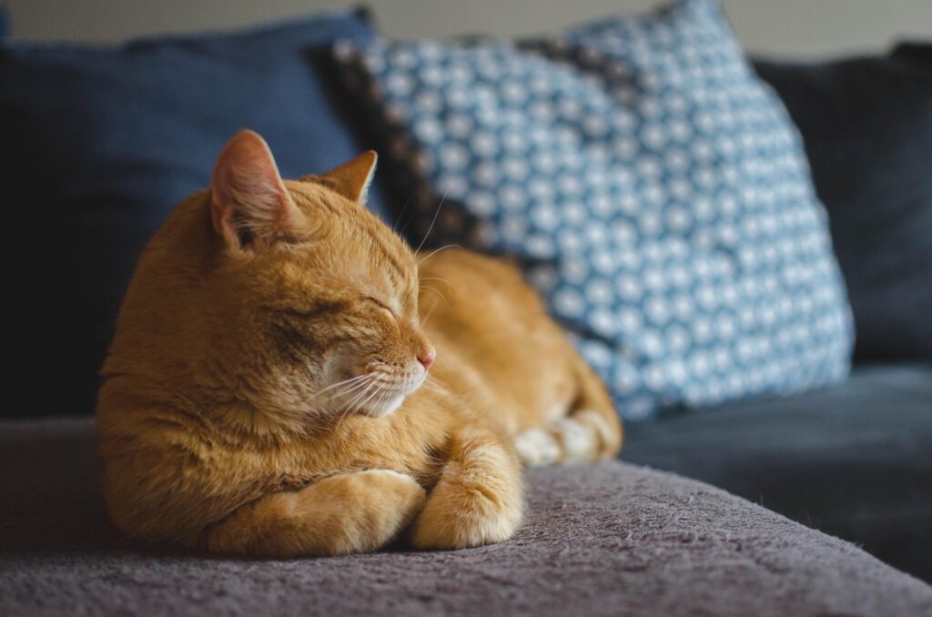 Cat with Heart Disease: A Medication That Can Help
